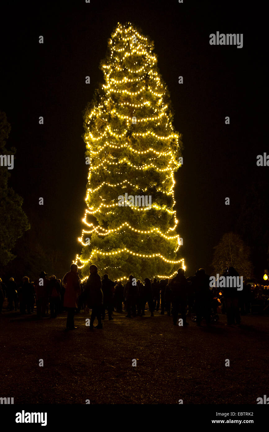 Wakehurst Place, Sussex, UK. 4th December, 2014. The UK's tallest ...