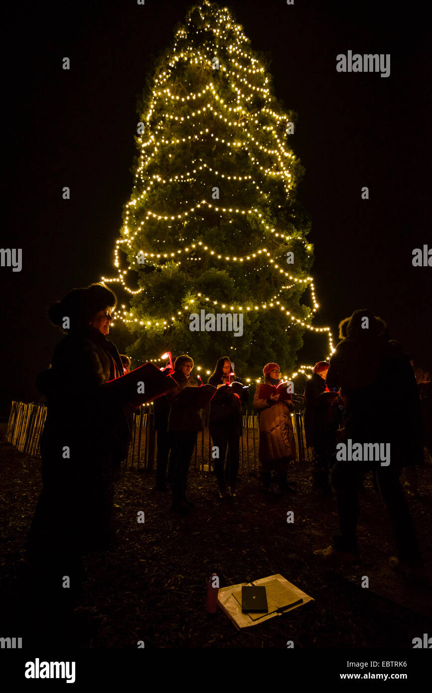 Wakehurst Place, Sussex, UK. 4th December, 2014. The UK's tallest ...