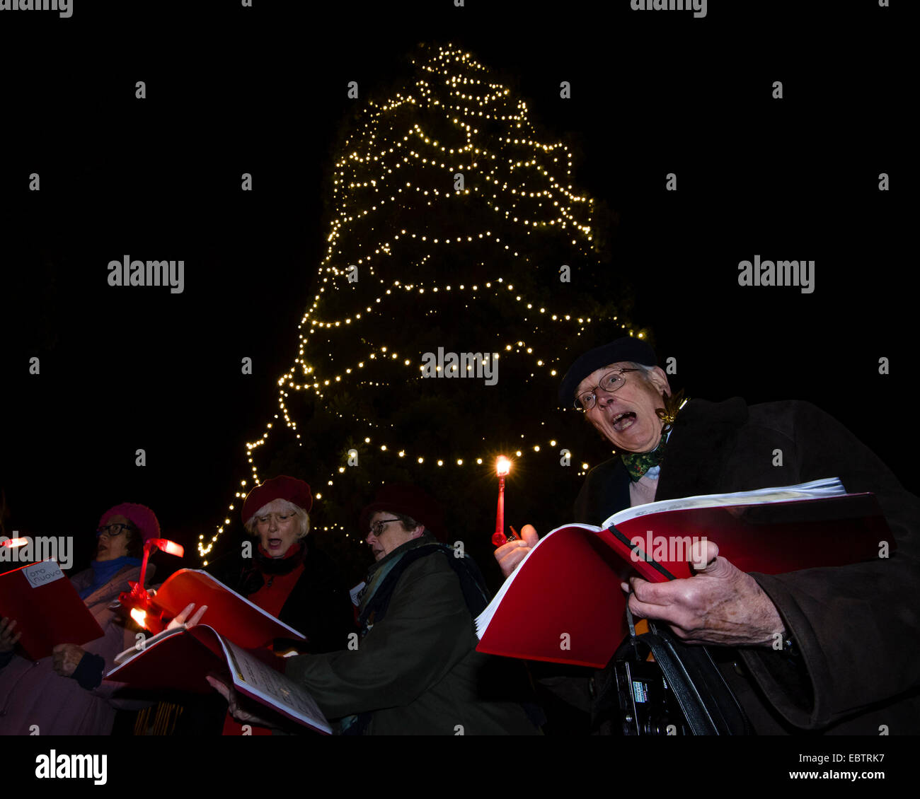 Wakehurst Place, Sussex, UK. 4th December, 2014. The UK's tallest ...