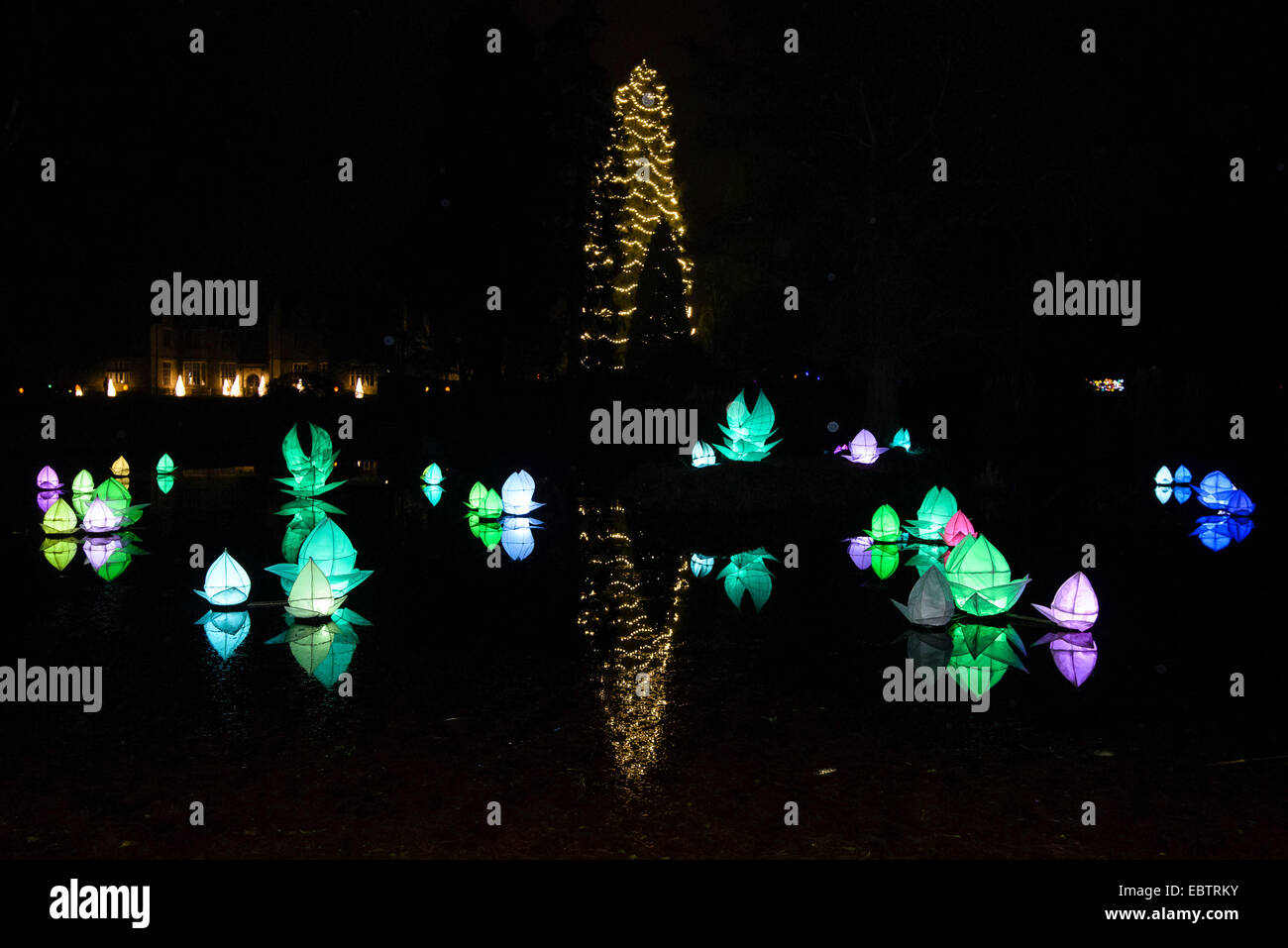 Wakehurst Place, Sussex, UK. 4th December, 2014. The UK's tallest ...