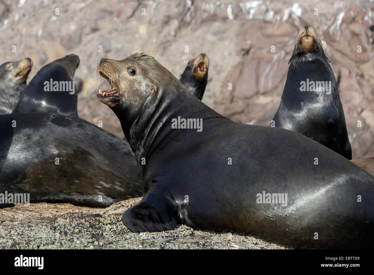 Parques de mexico hi-res stock photography and images - Alamy