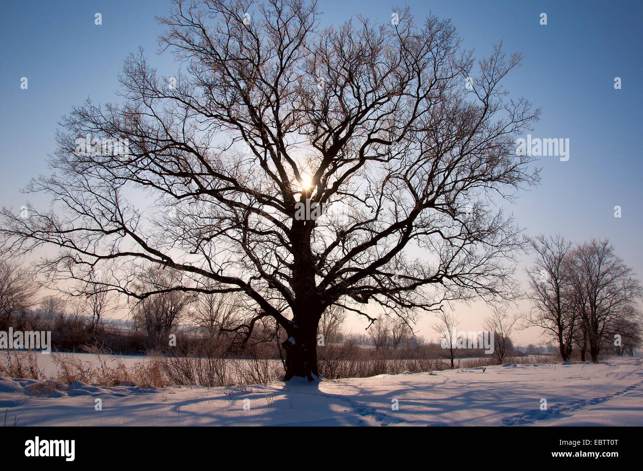 The Winter landscape, trees covered in snow Stock Photo - Alamy