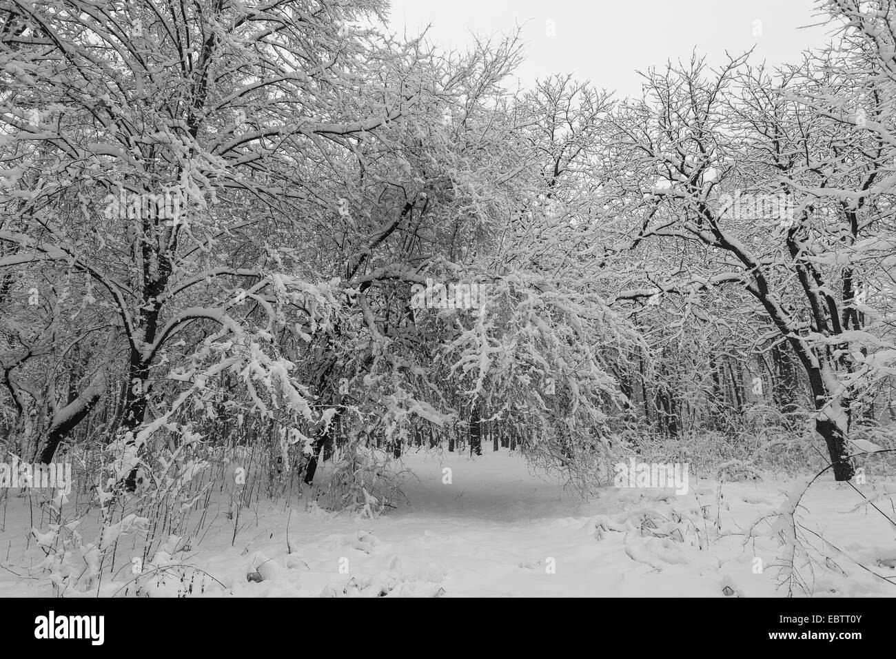 Tree covered hoarfrost beautiful winter Black and White Stock Photos ...