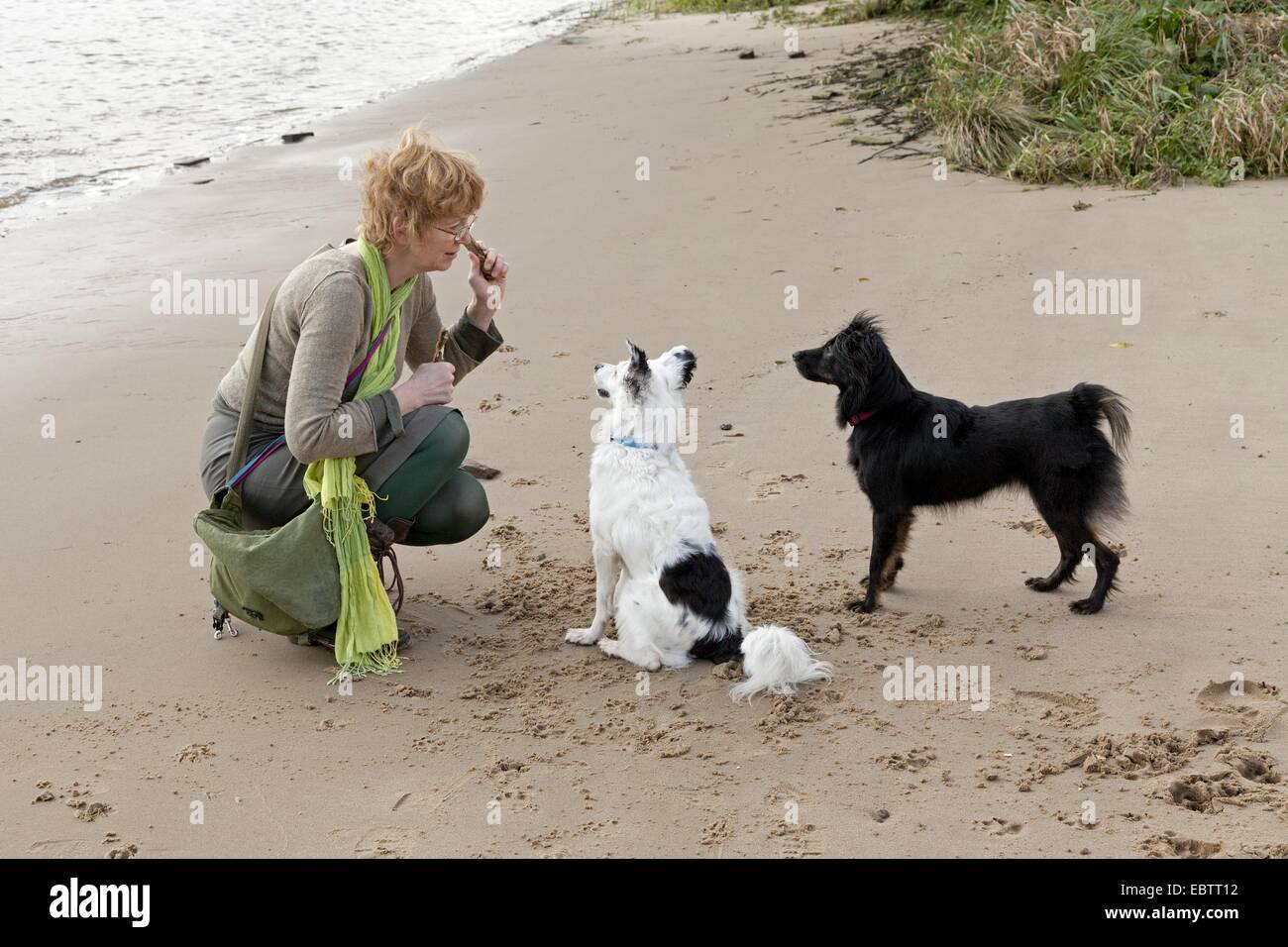 woman training her two medium-sized dogs Stock Photo - Alamy