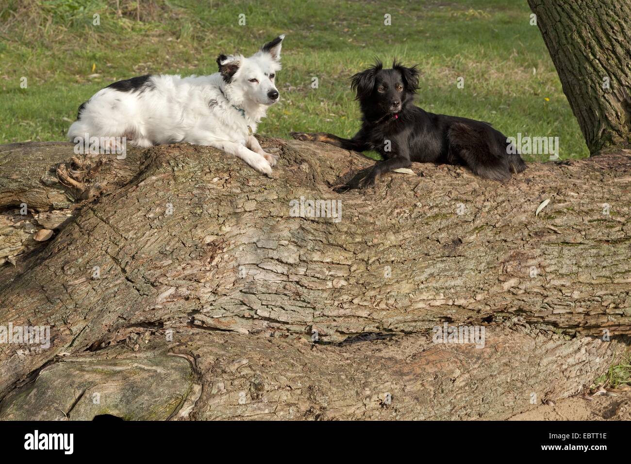 two small mongrel dogs lying beside each other Stock Photo - Alamy