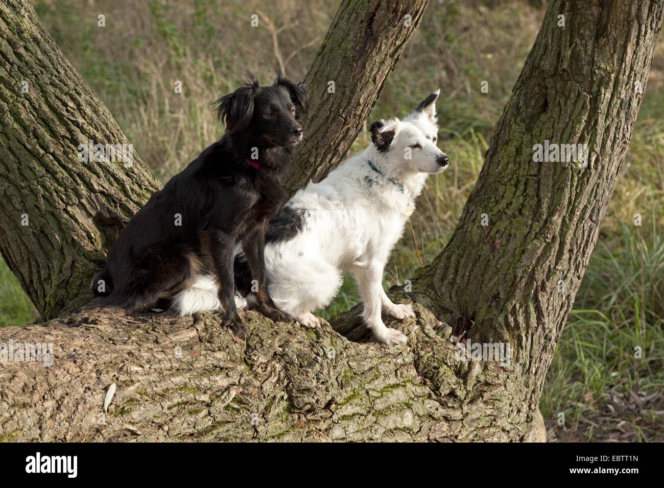 Small sized tree hi-res stock photography and images - Alamy