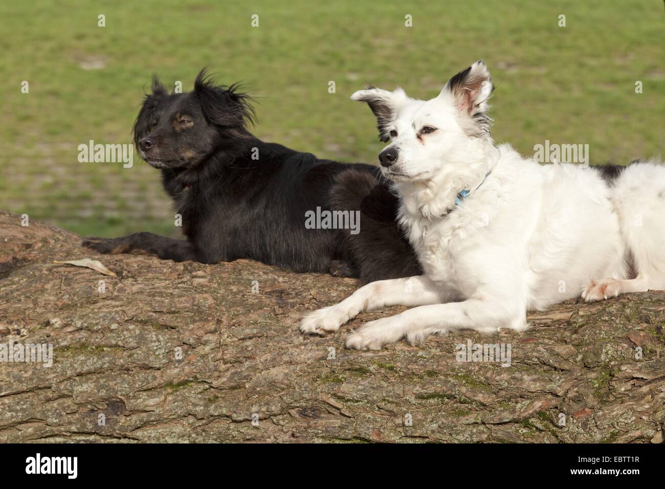 two small mongrel dogs lying beside each other Stock Photo - Alamy