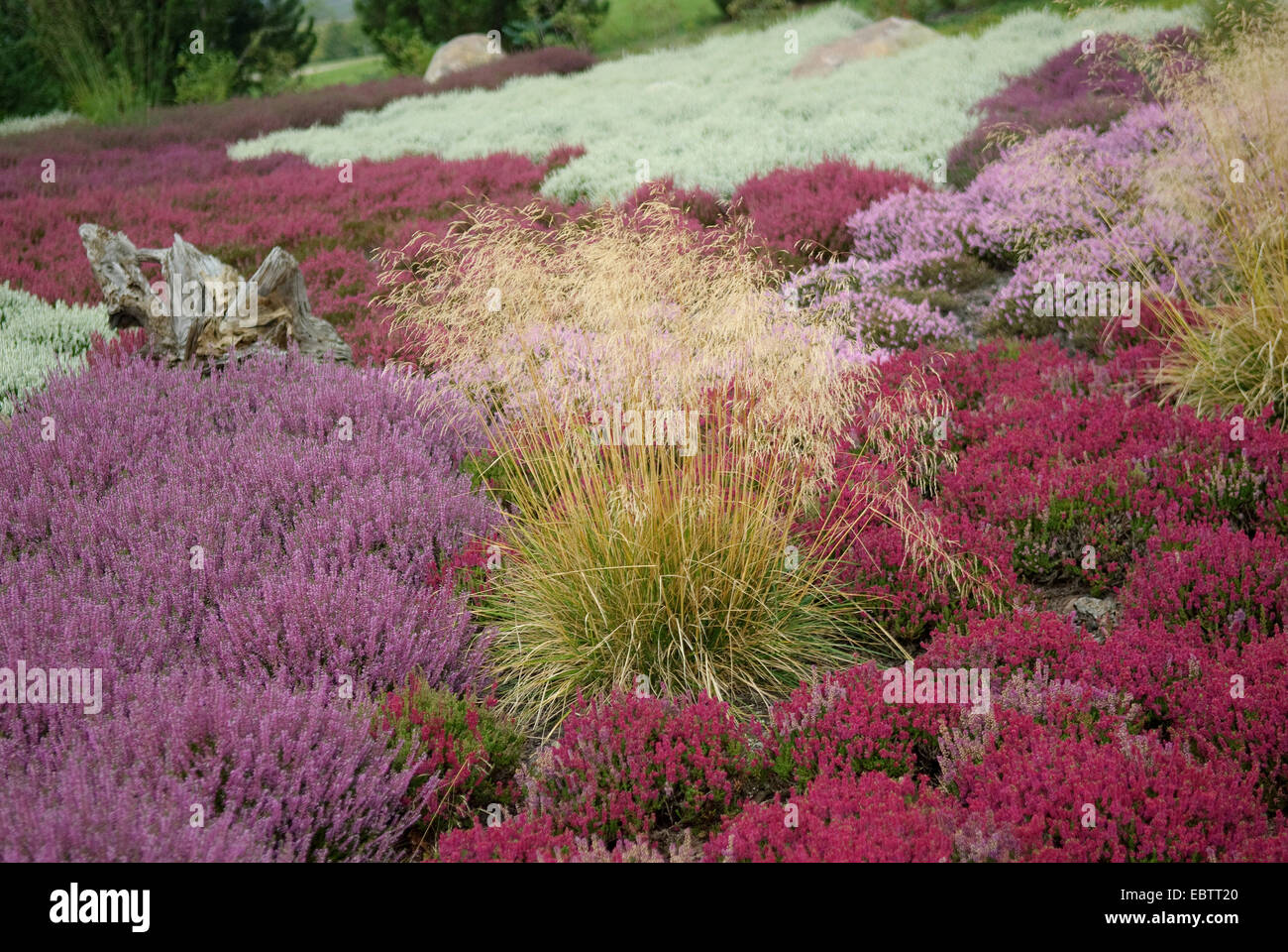 tufted hair-grass (Deschampsia cespitosa), blooming amongst heath in a ...