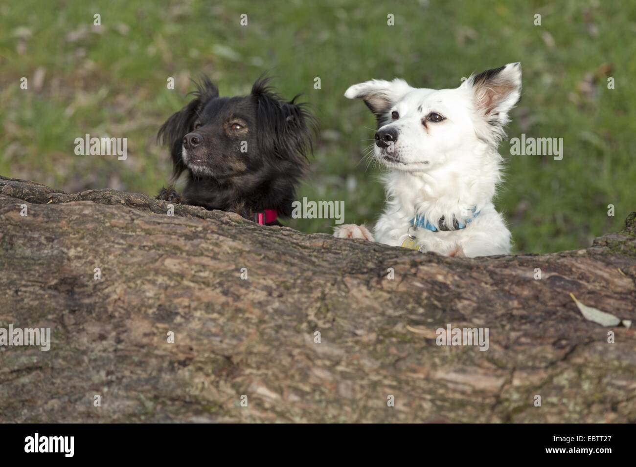 Tree behind dog hi-res stock photography and images - Alamy