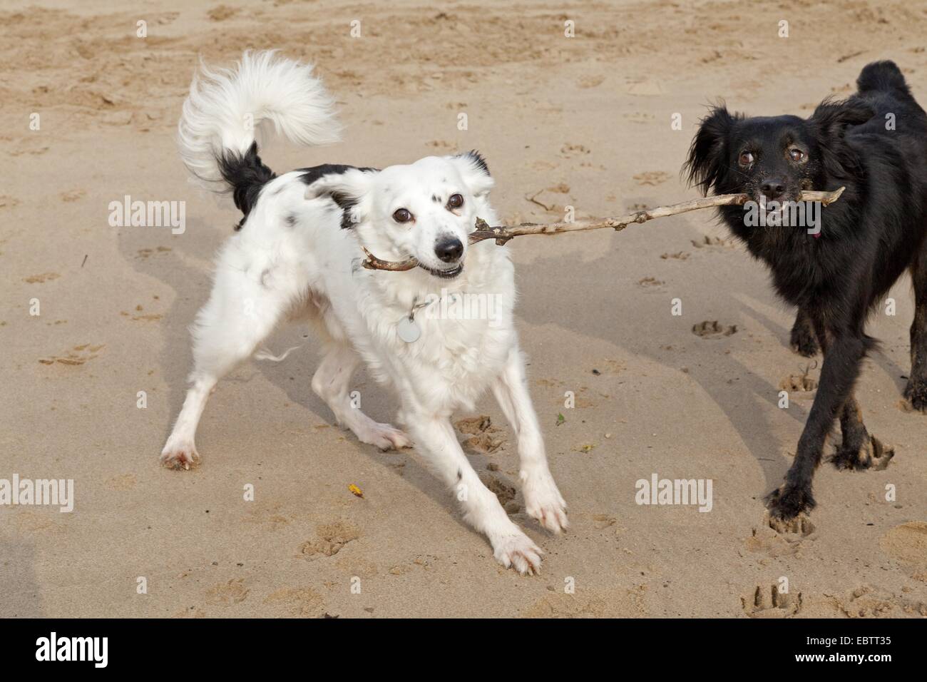 two small mongrel dogs fighting for a stick Stock Photo - Alamy