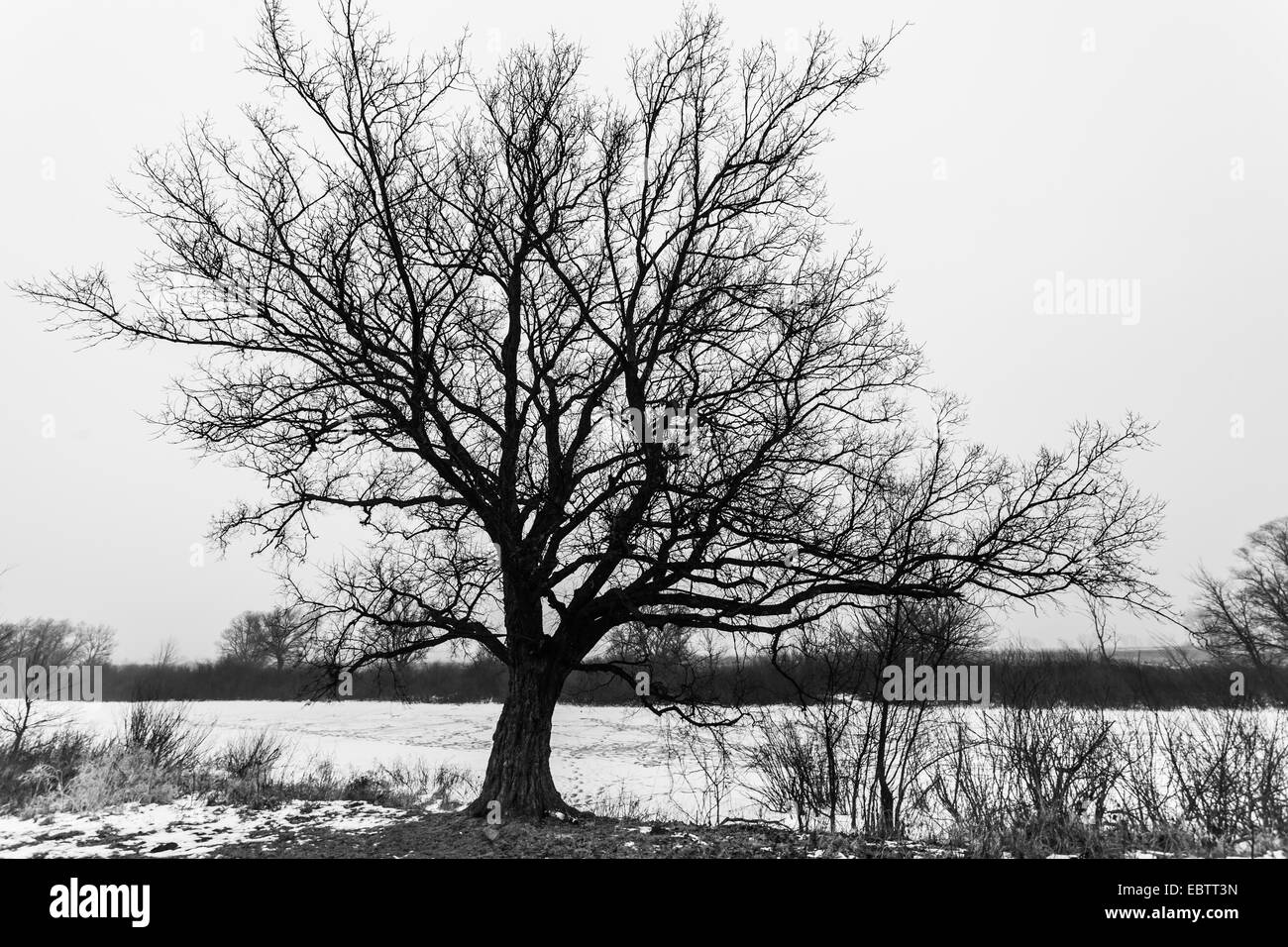 Snowy forest fresh winter landscape Black and White Stock Photos ...