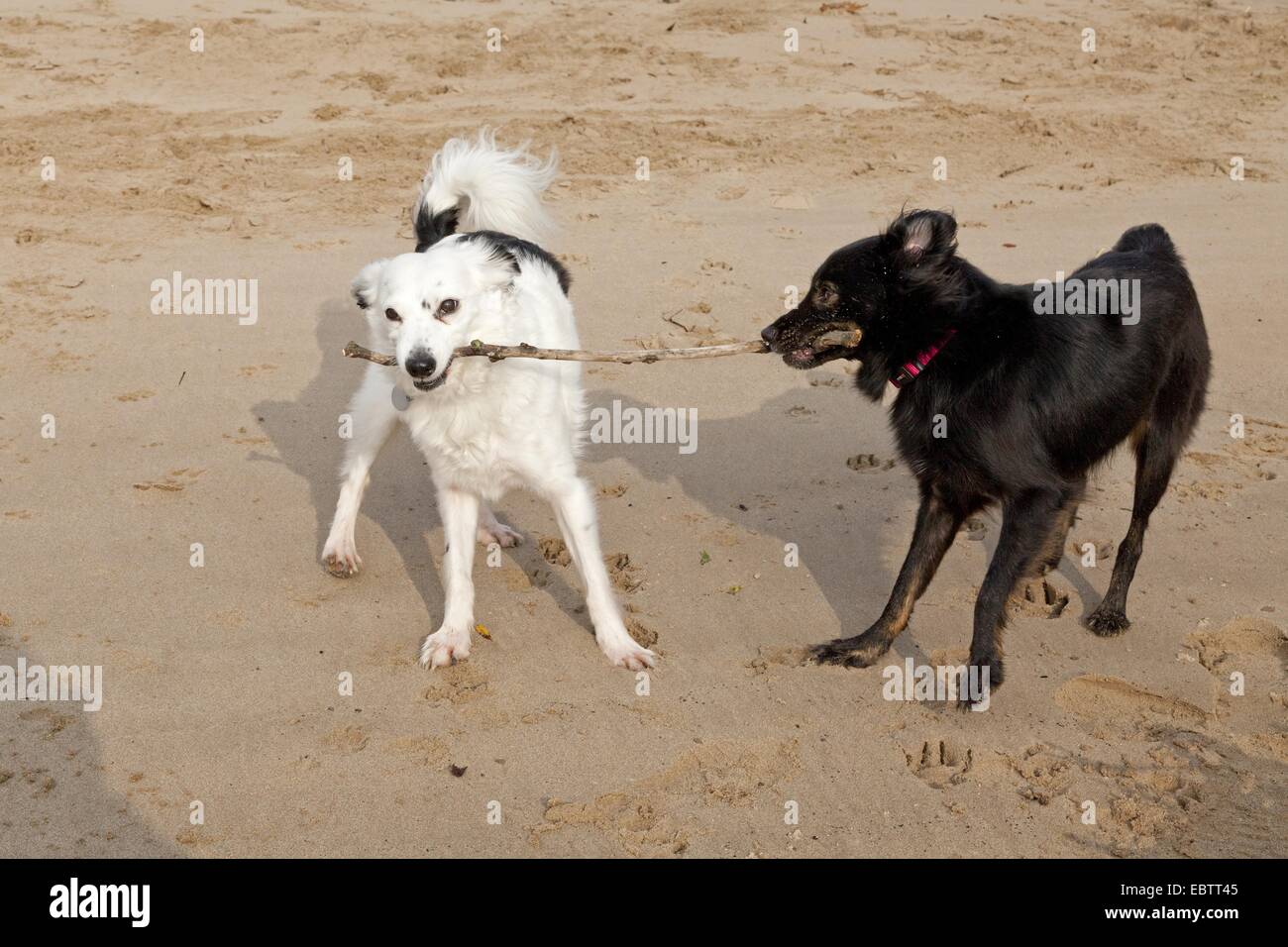 two small mongrel dogs fighting for a stick Stock Photo - Alamy