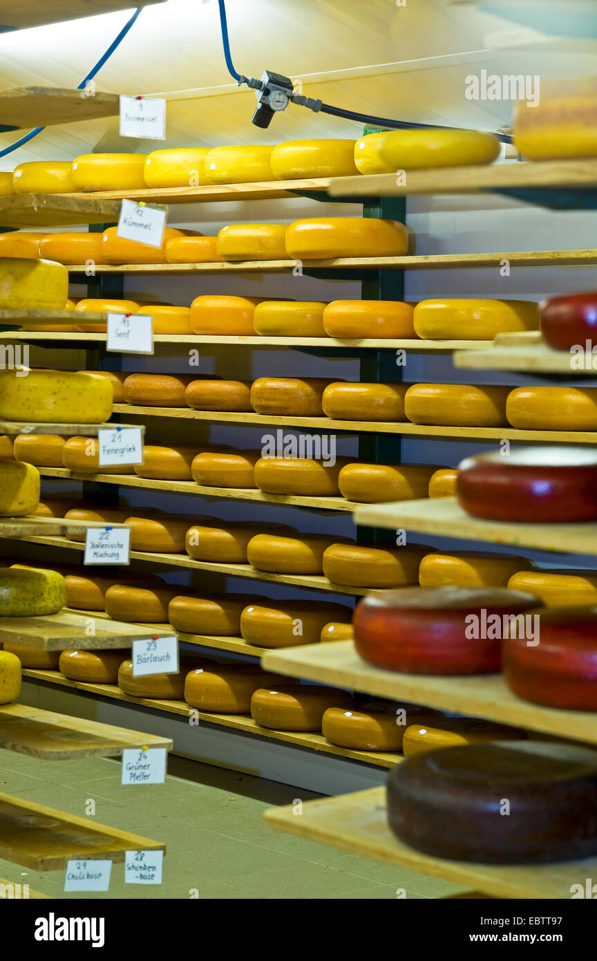storage of cheese wheels, Germany, Lower Saxony, Pilsum Stock Photo - Alamy
