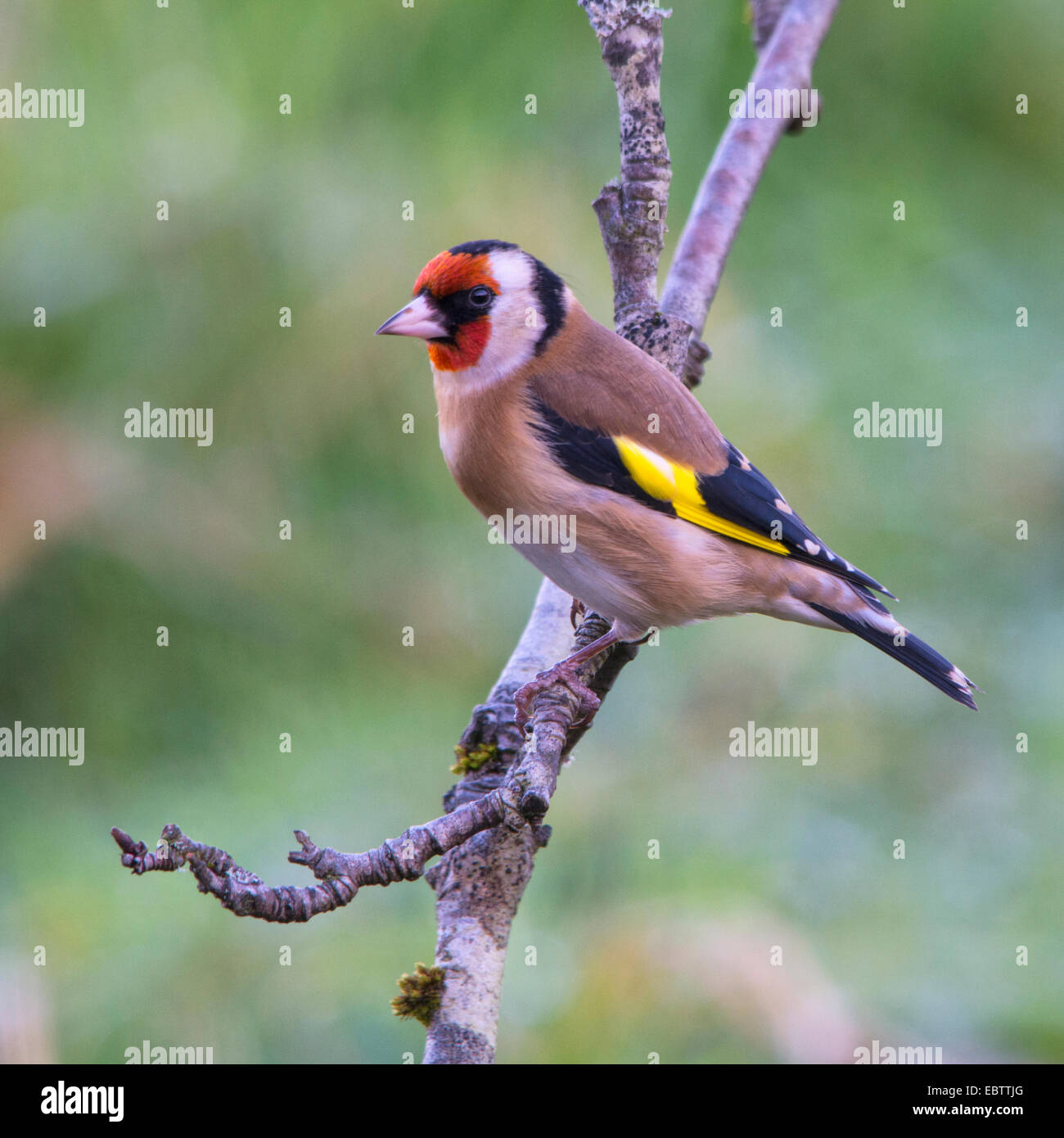 European finch hi-res stock photography and images - Alamy
