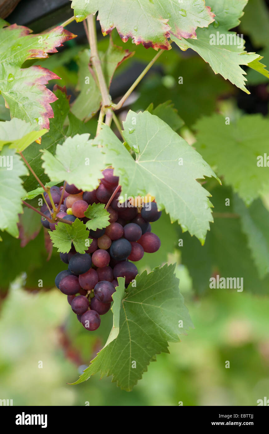 Vitis vinifera hi-res stock photography and images - Alamy