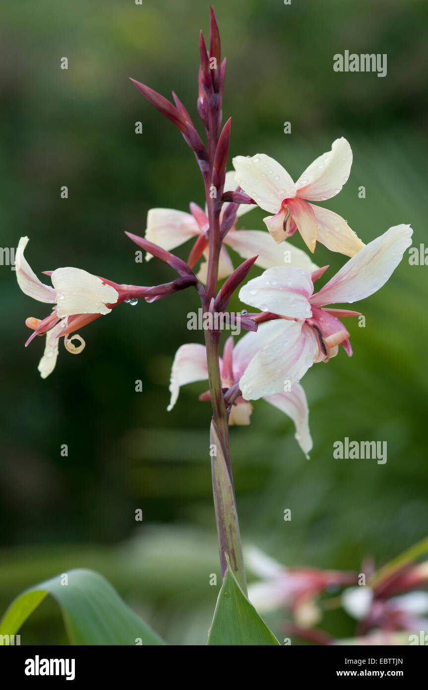 Canna panache hi-res stock photography and images - Alamy