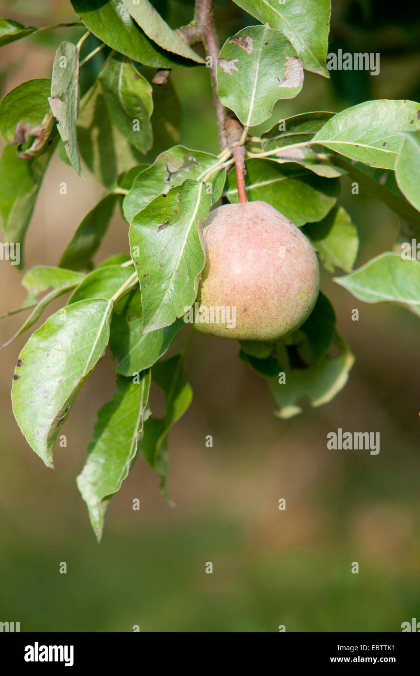 Pyrus communis hi-res stock photography and images - Alamy