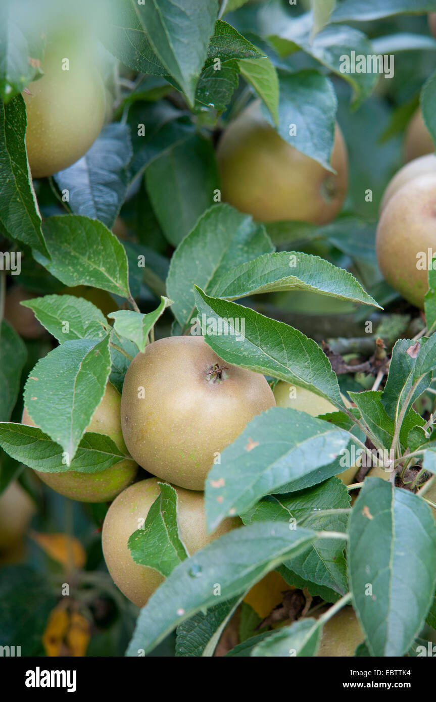 Russet hi-res stock photography and images - Alamy