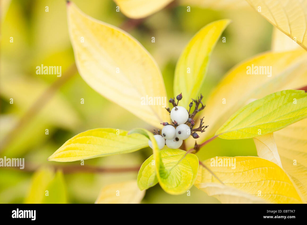 Cornus alba hi-res stock photography and images - Alamy