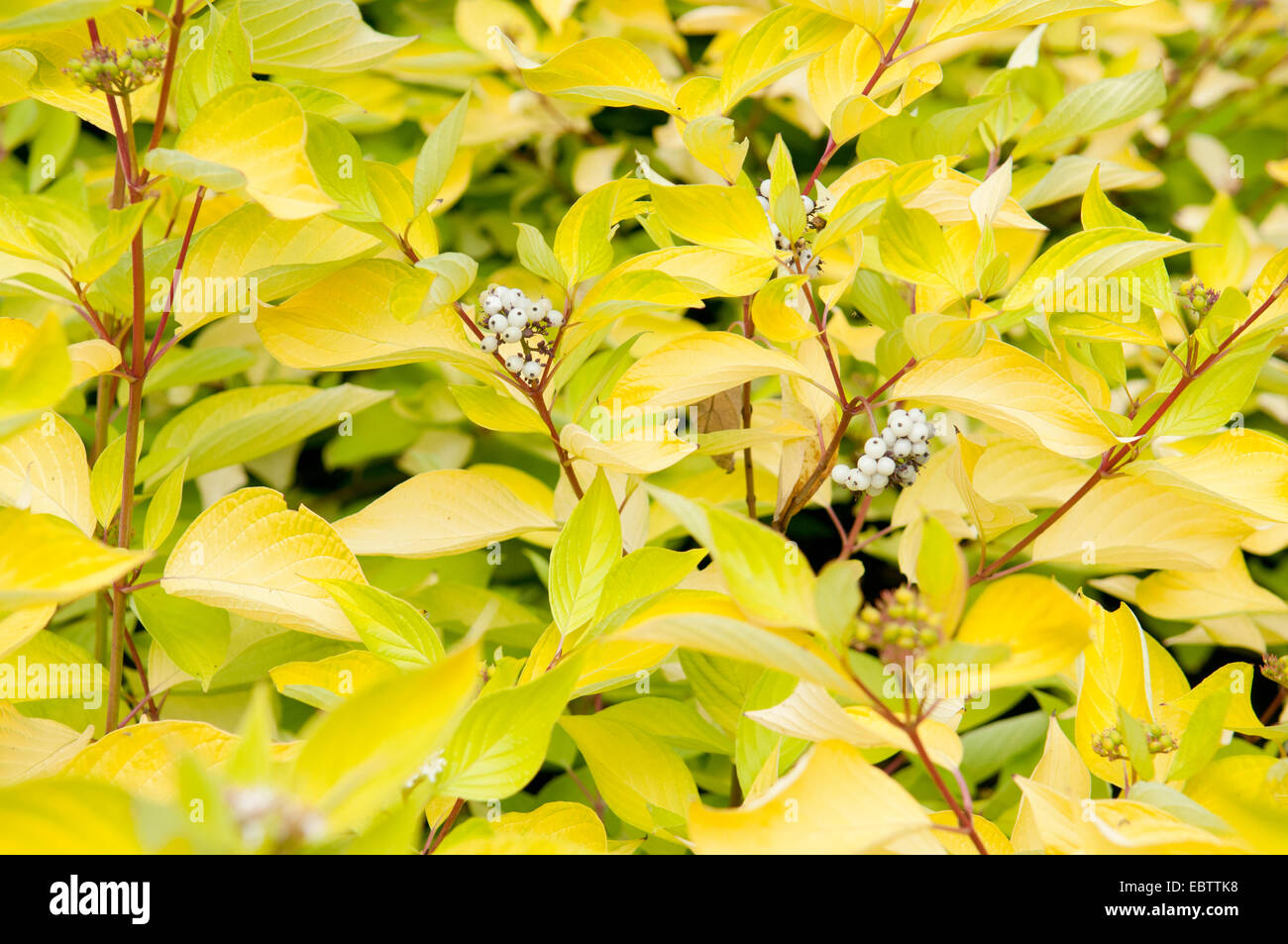 Cornus alba hi-res stock photography and images - Alamy