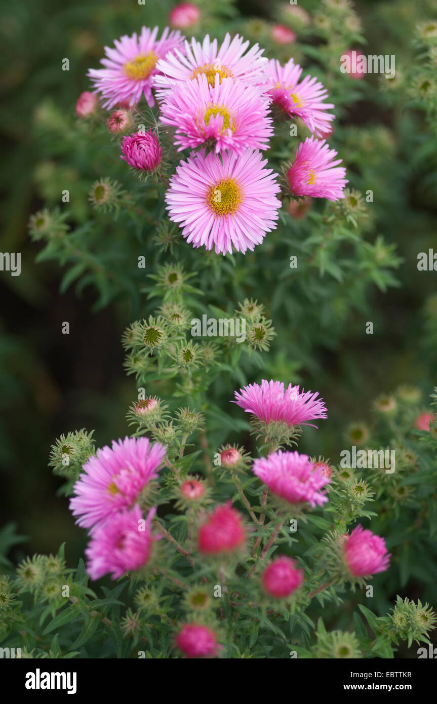 ASTER NOVAE-ANGLIAE PINK VICTOR Stock Photo - Alamy