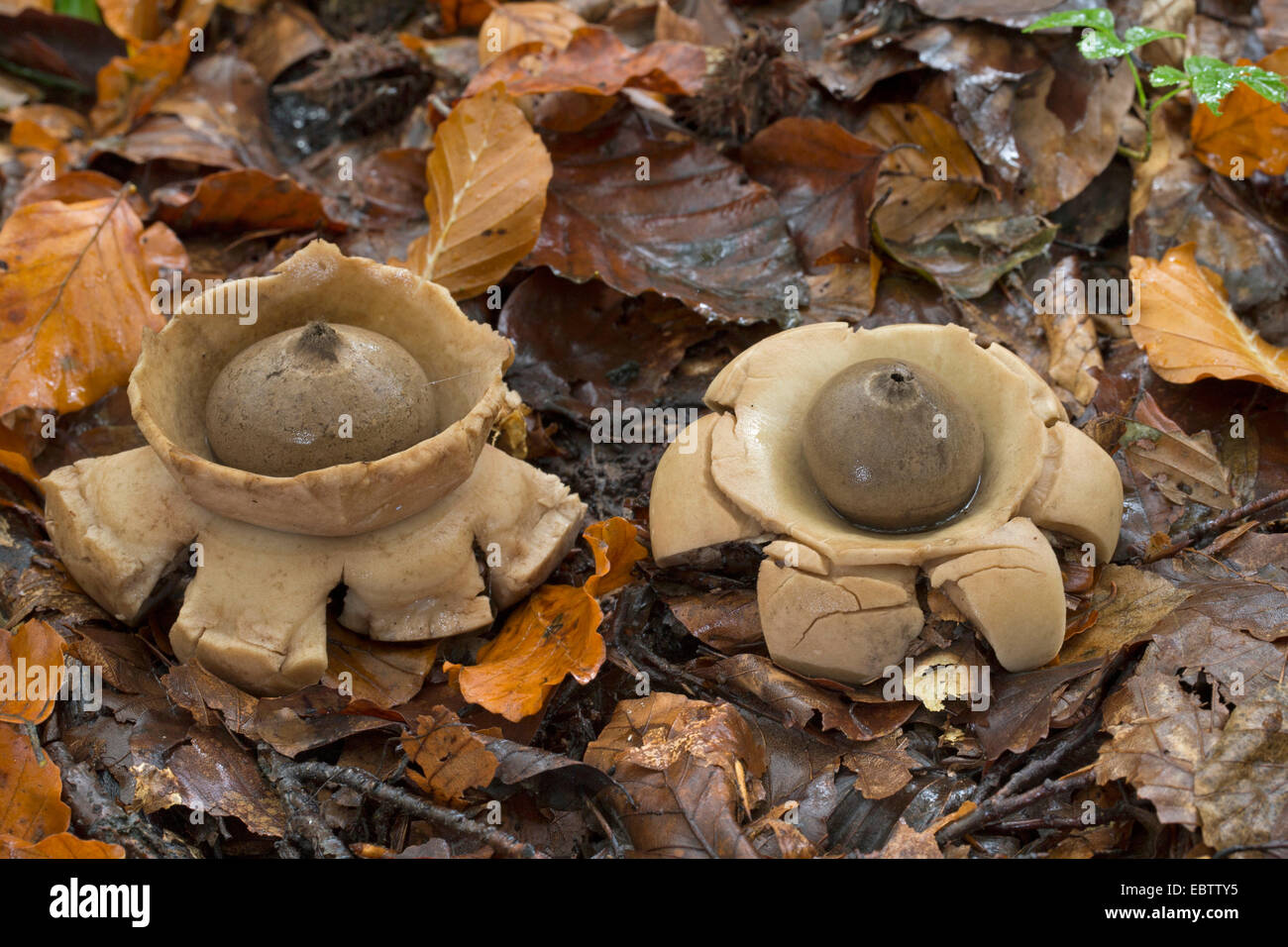 collared earthstar (Geastrum triplex, Geastrum michelianum), two ...