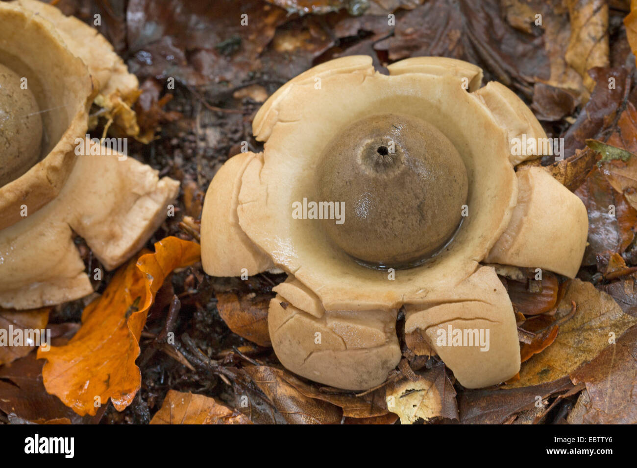 collared earthstar (Geastrum triplex, Geastrum michelianum), fruiting ...