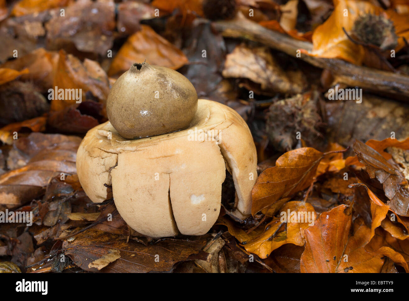 collared earthstar (Geastrum triplex, Geastrum michelianum), fruiting ...