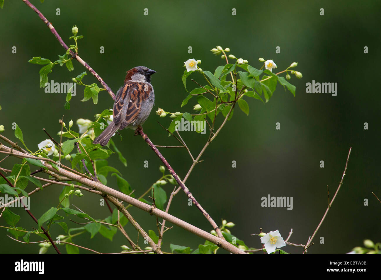 house sparrow (Passer domesticus), male on Philadelphus, Germany Stock ...