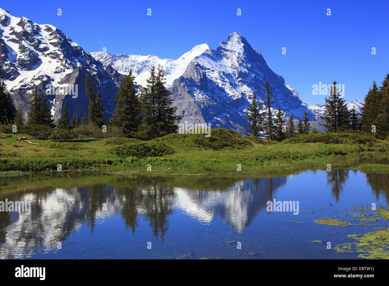 The sunlit eiger under a clear blue sky hi-res stock photography and ...
