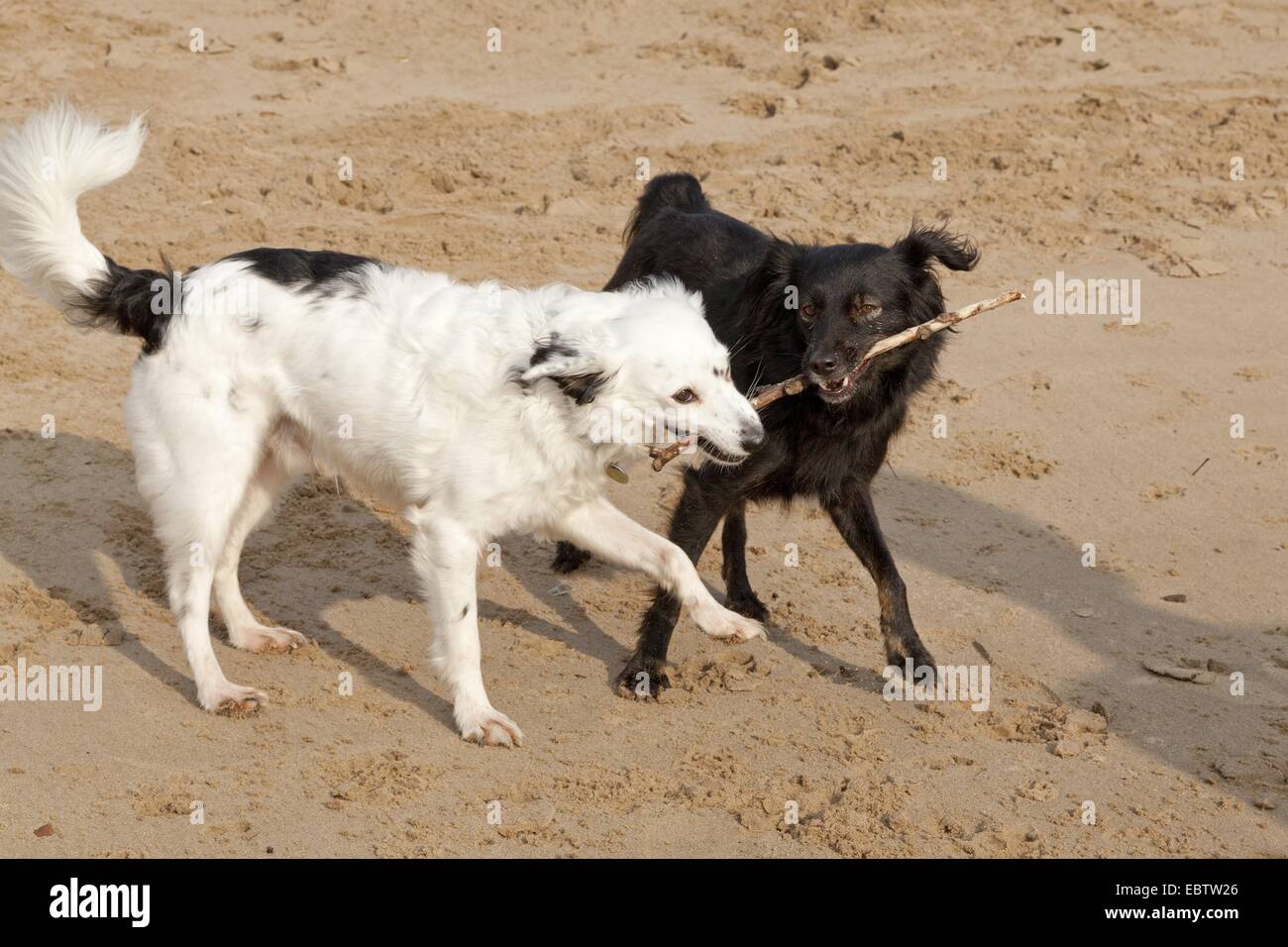 two small mongrel dogs fighting for a stick Stock Photo - Alamy
