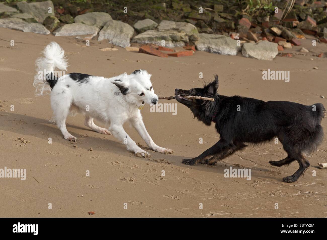 two small mongrel dogs fighting for a stick Stock Photo - Alamy