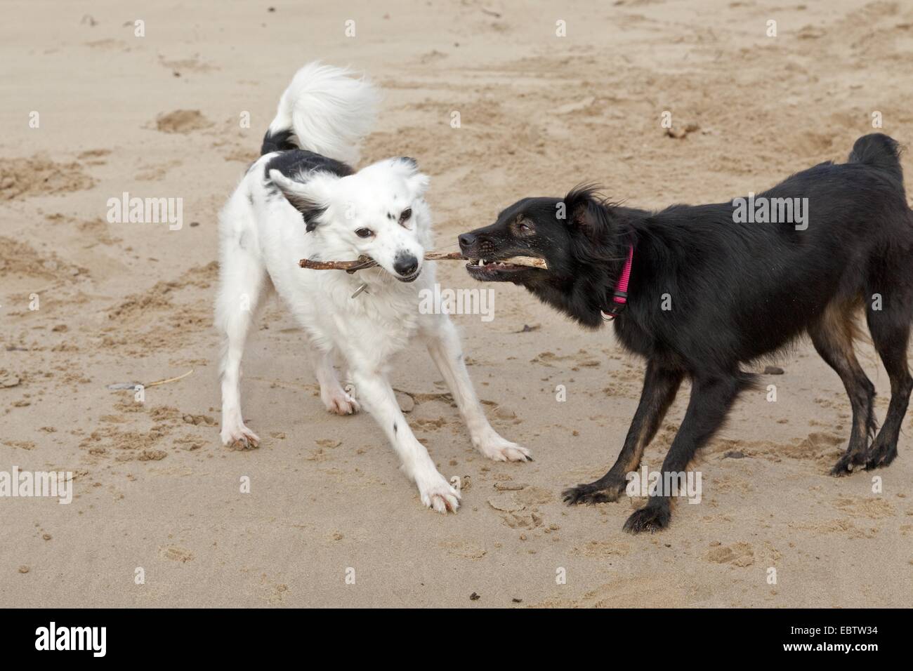 two small mongrel dogs fighting for a stick Stock Photo - Alamy