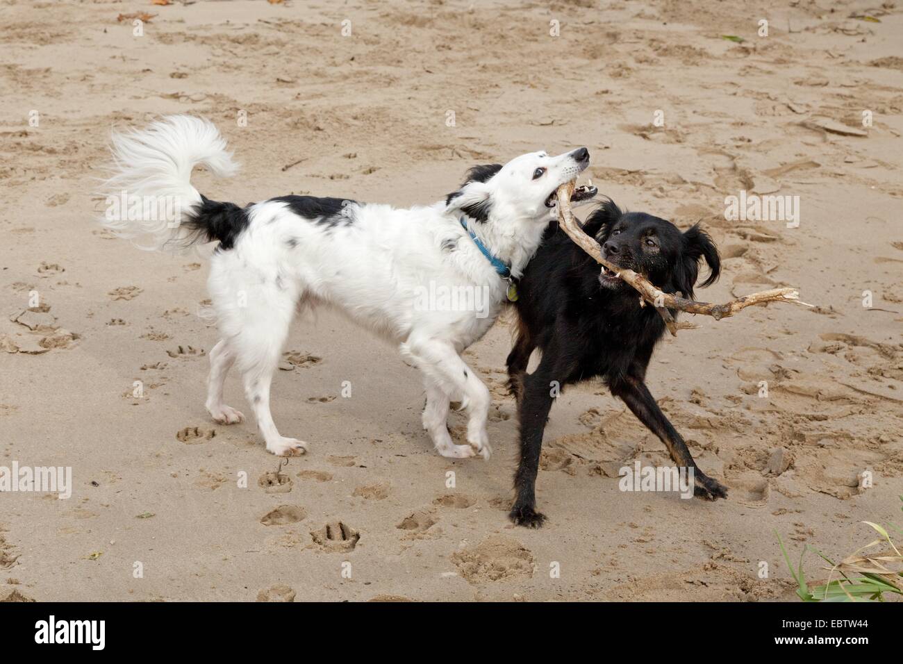 two small mongrel dogs fighting for a stick Stock Photo - Alamy