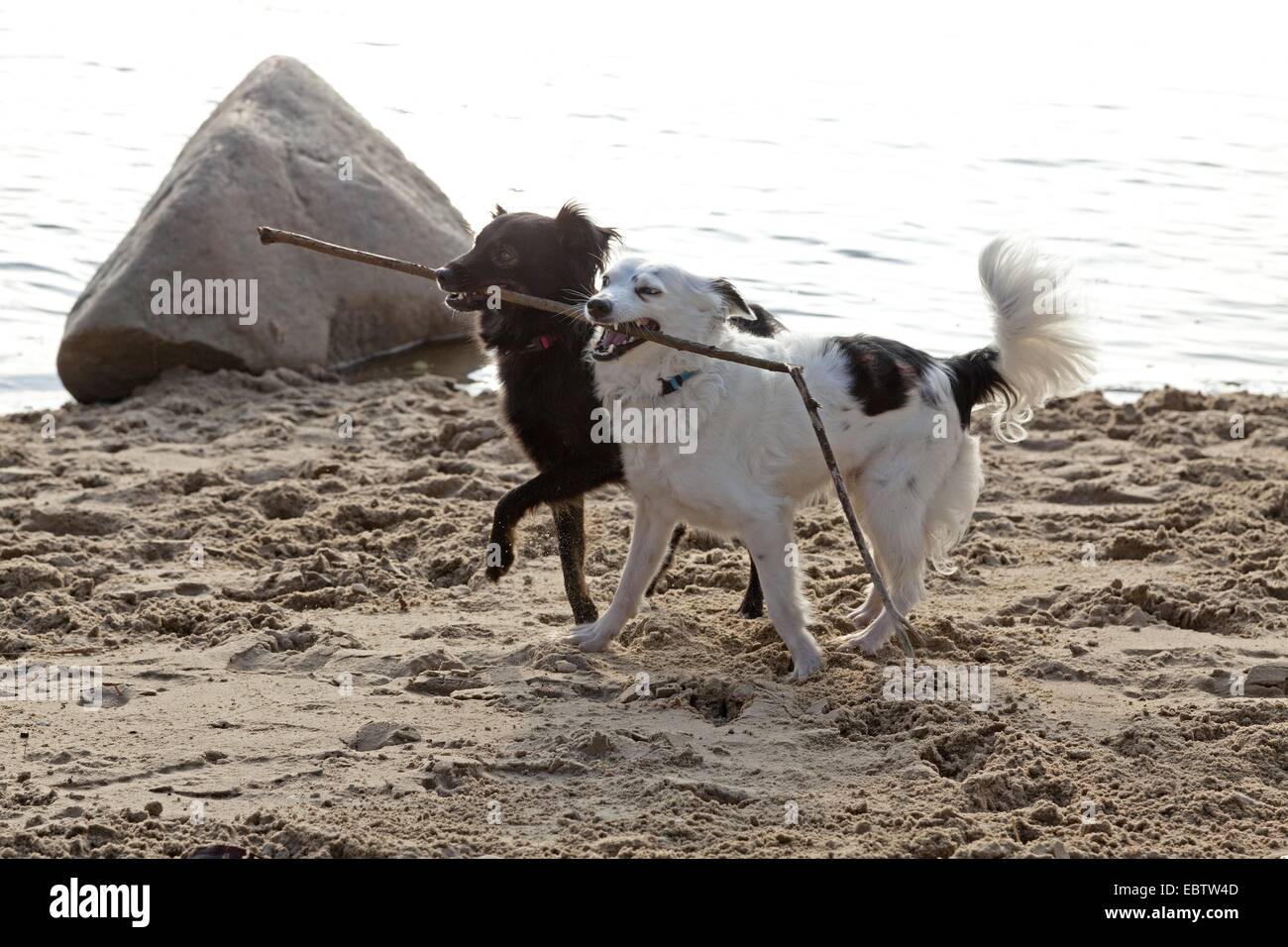 two small mongrel dogs fighting for a stick Stock Photo - Alamy