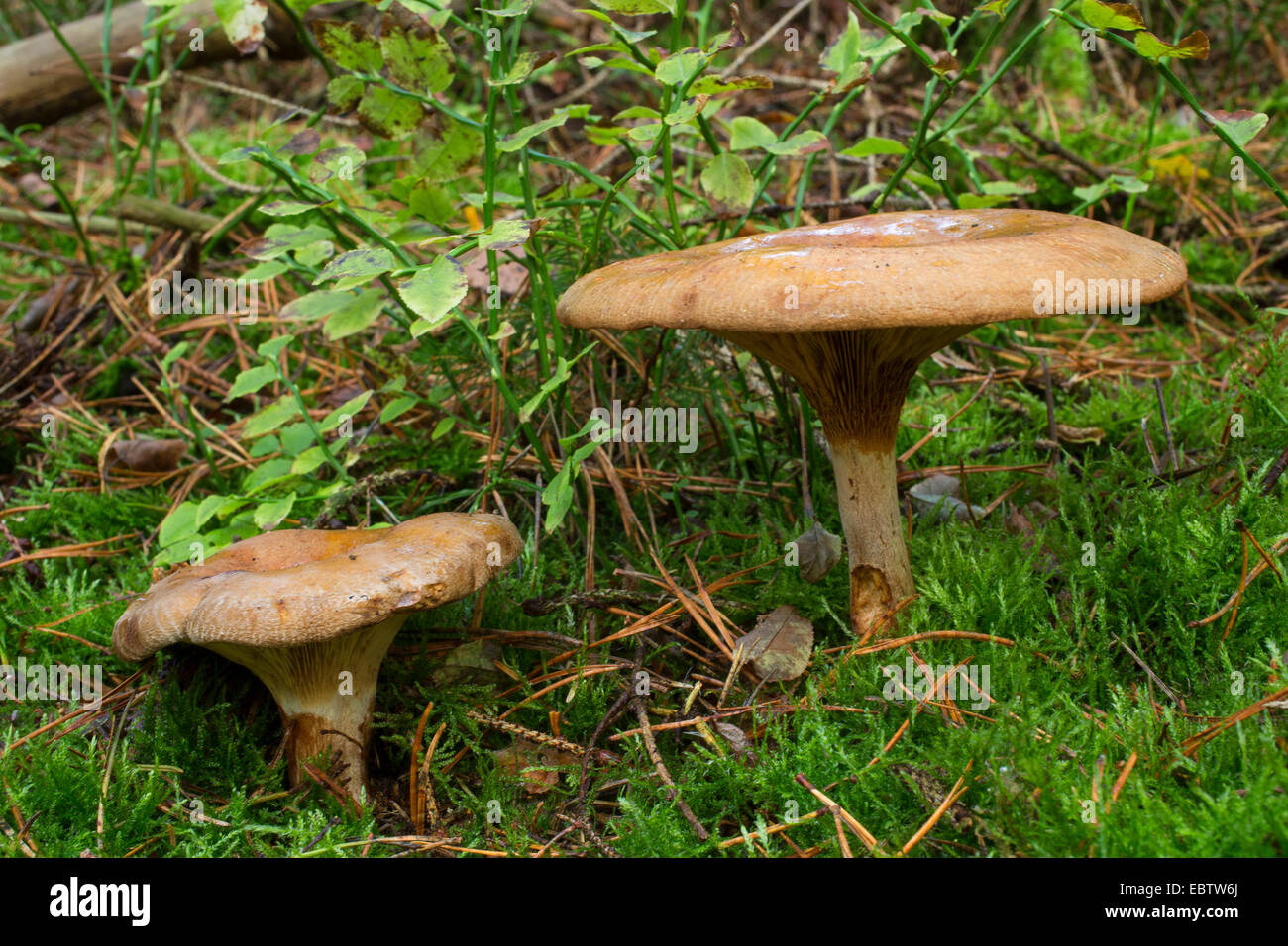 Brown roll-rim, Common roll-rim, Poison pax (Paxillus involutus), two ...