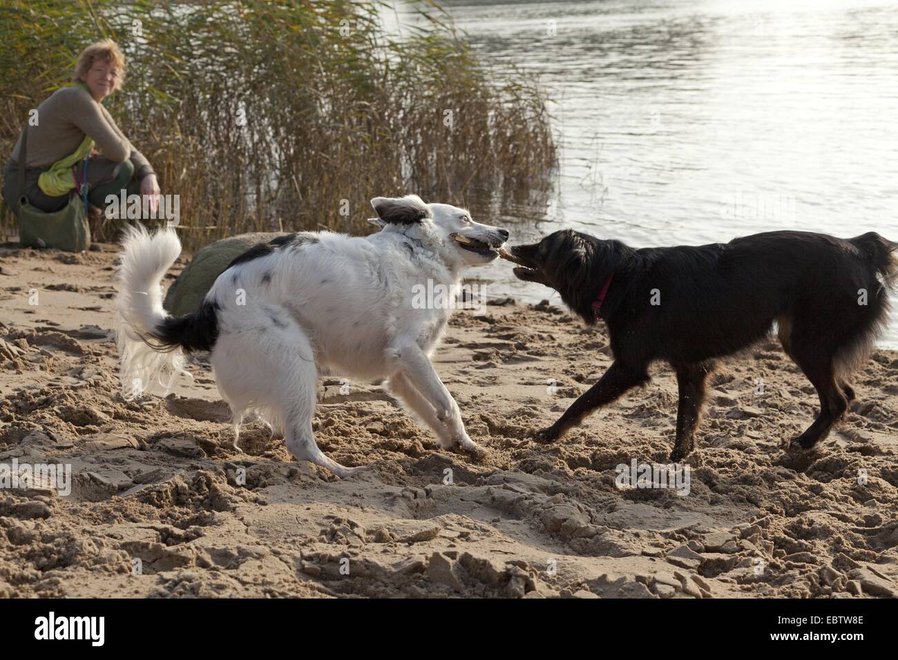 two small mongrel dogs fighting for a stick Stock Photo - Alamy