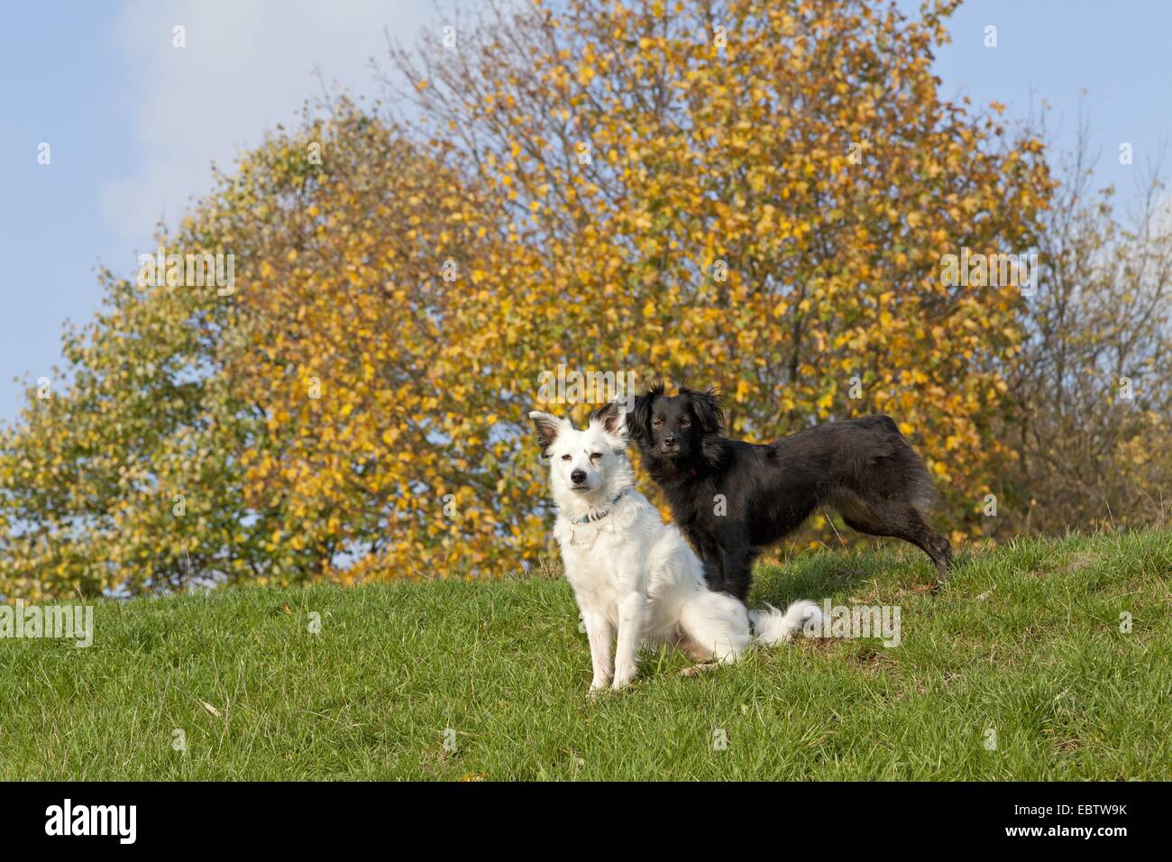 two small mongrel dogs Stock Photo - Alamy
