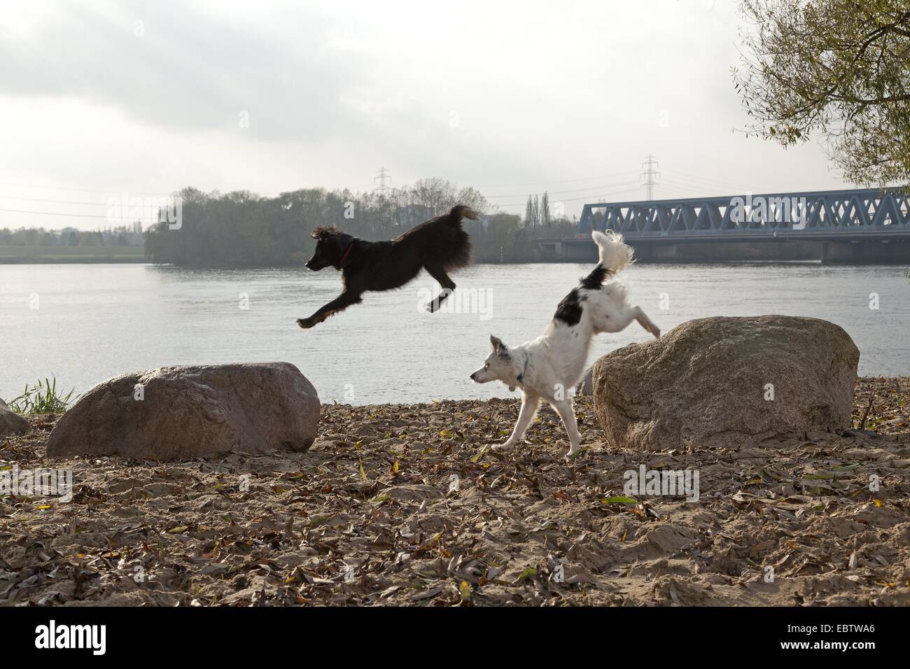 Bridge two dogs hi-res stock photography and images - Alamy
