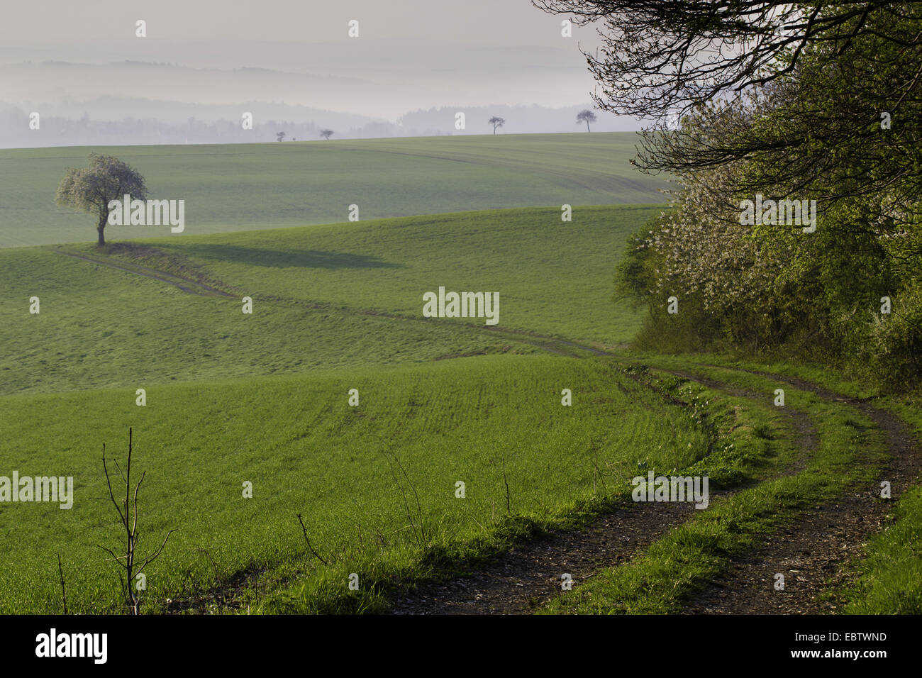 field path leading from forest edge into hilly meadow and forest ...