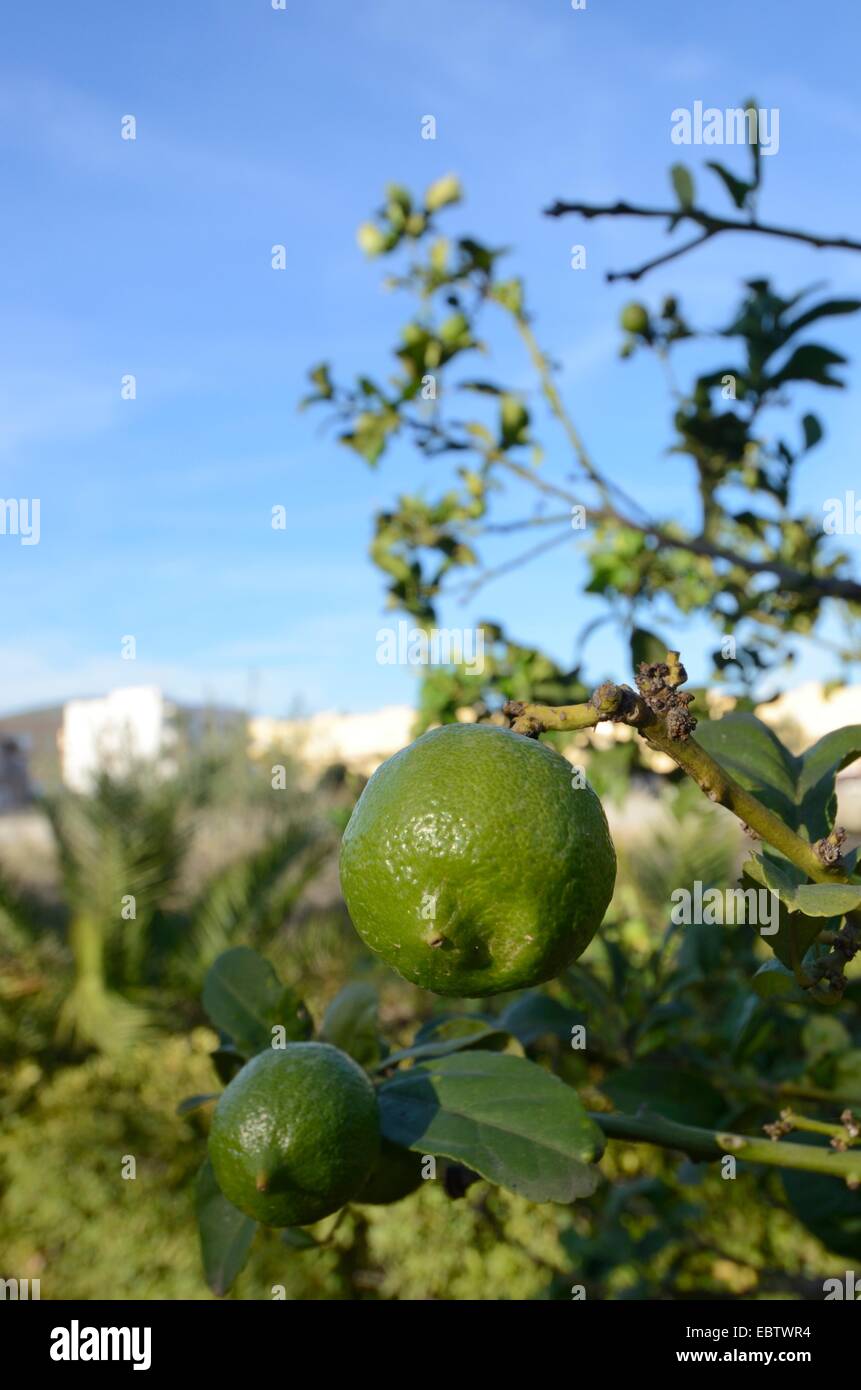 Lime Tree in Spain Stock Photo - Alamy