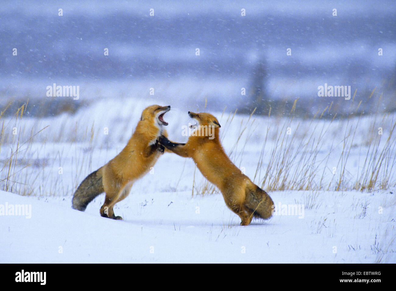 red fox (Vulpes vulpes), Red Foxes in winter fighting, Canada, Manitoba ...