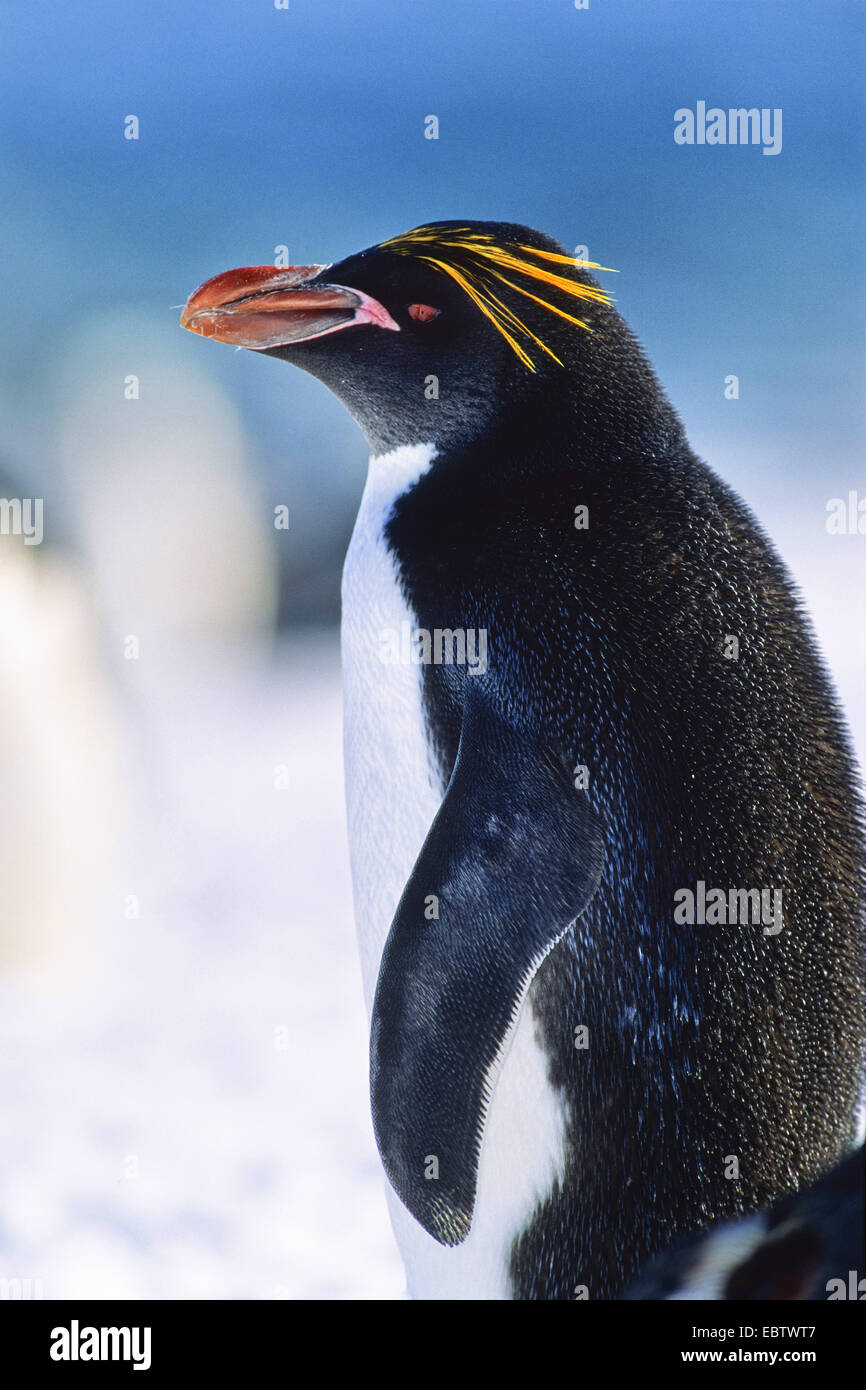 Macaroni Penguin Diet