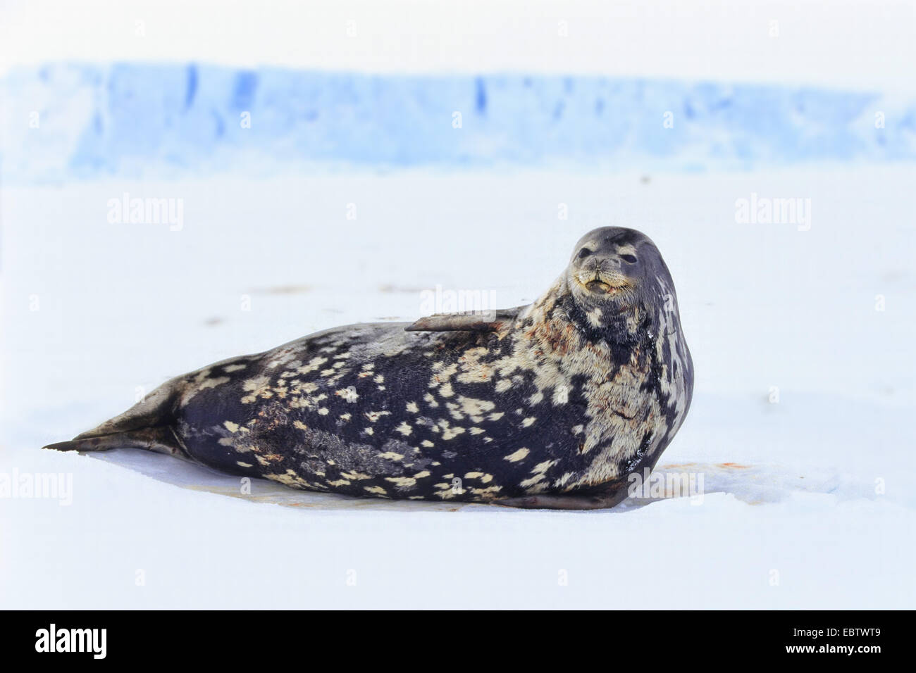 Weddell seal (Leptonychotes weddelli), Weddell Seal on ice shelf ...