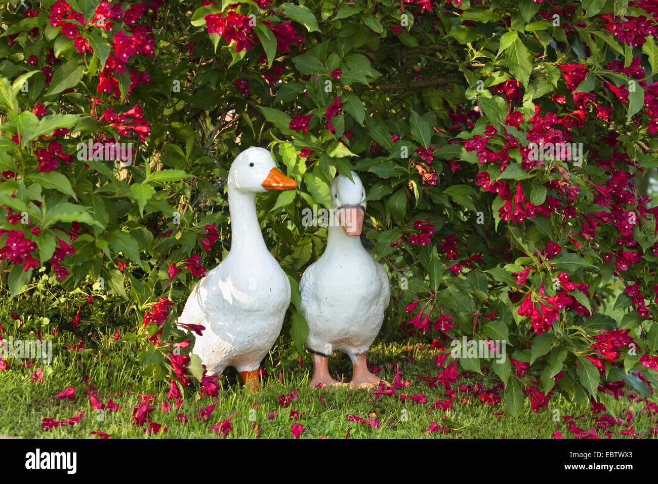 crimson weigela (Weigela floribunda), Sculptures of white geese under a ...