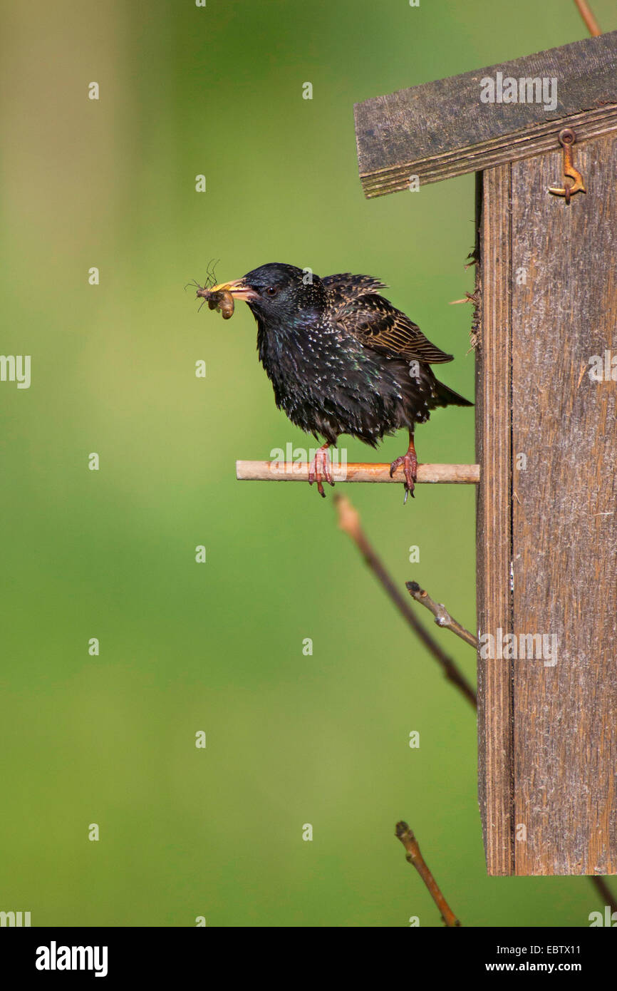 Common Starling Sturnus Vulgaris With Fodder In Its Bill At The