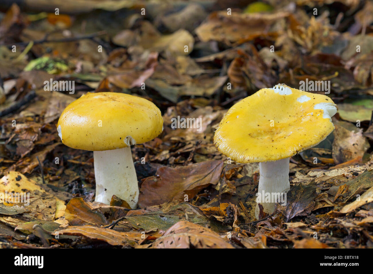 Common russula mushroom hi-res stock photography and images - Alamy