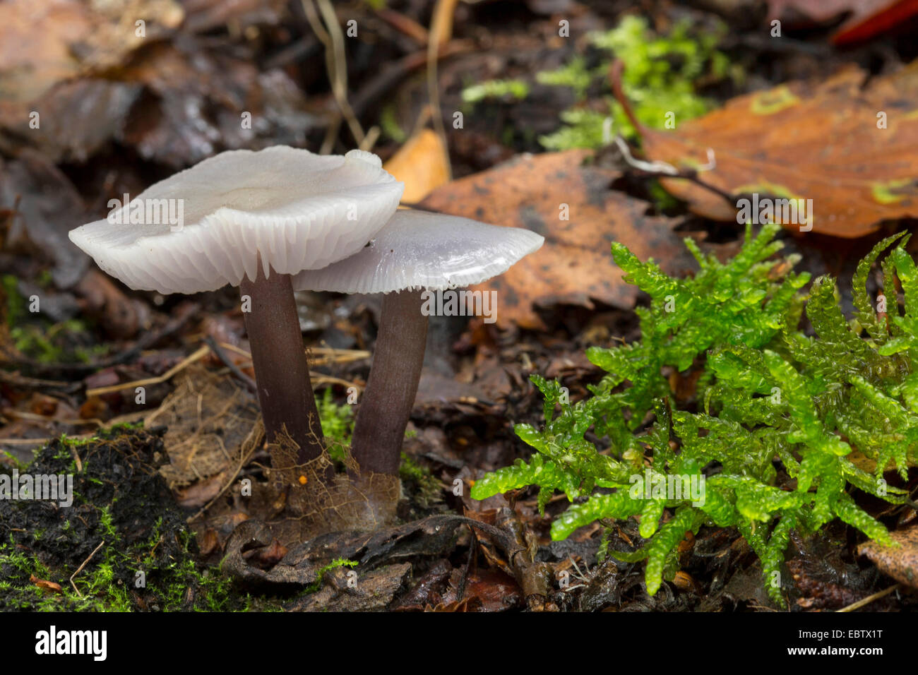 lilac bonnet (Mycena pura, Prunulus purum), two fruiting bodies on ...