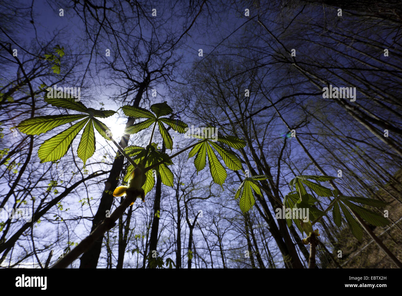 Sky sun view through hi-res stock photography and images - Alamy