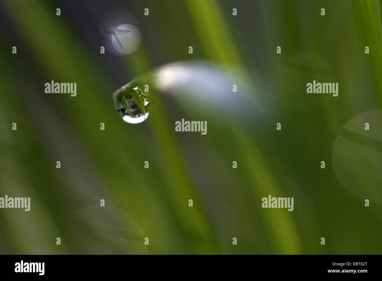 reflection of the sun at water drops at blades of grass Stock Photo - Alamy